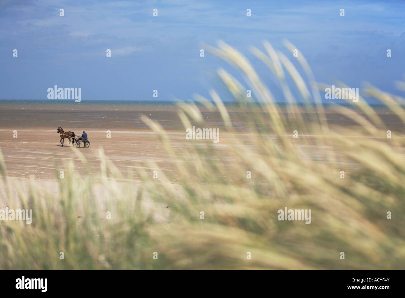 Wundervolles Pony Stockfotos und -bilder Kaufen - Alamy
