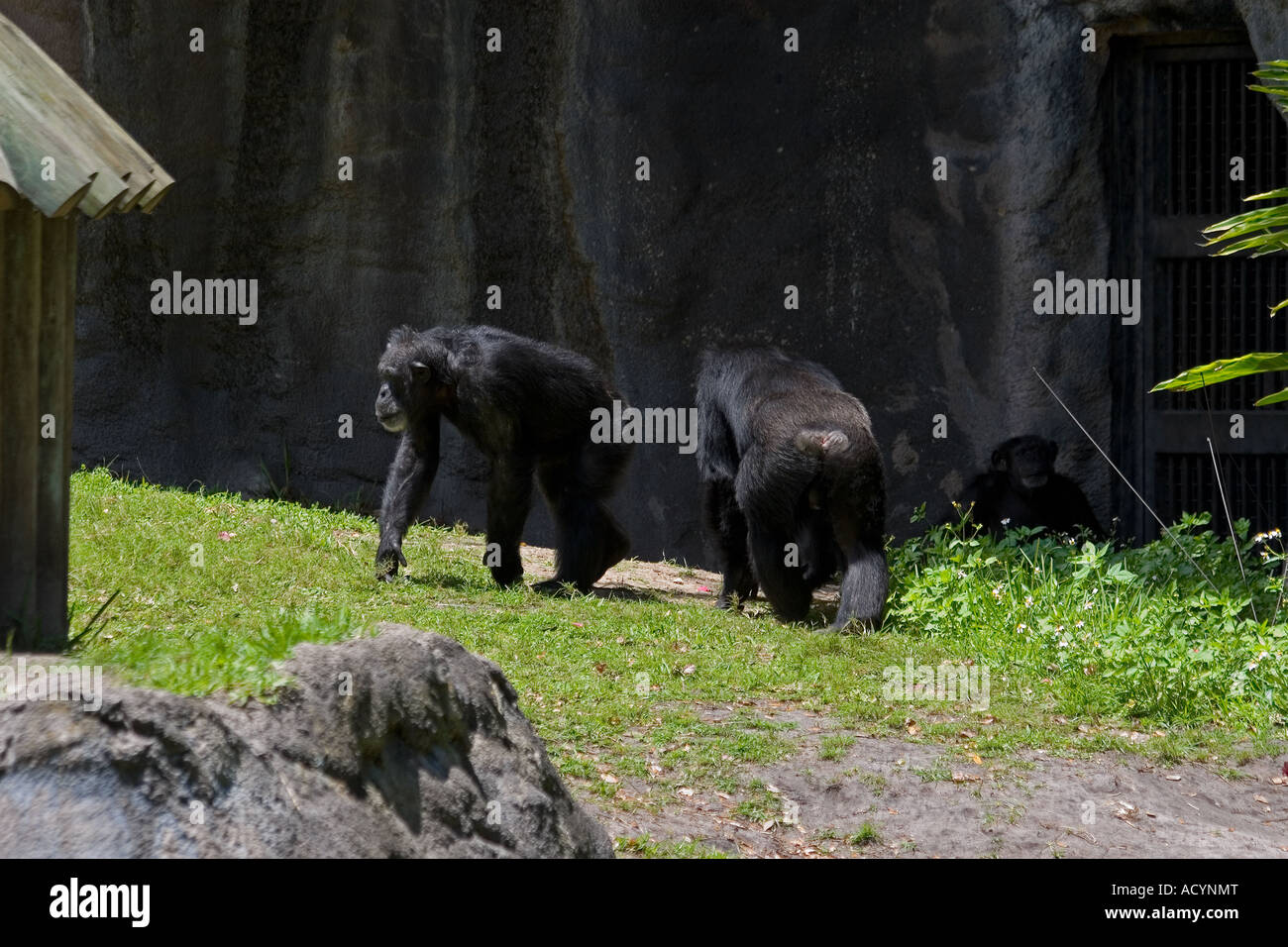 Schimpansen evolution -Fotos und -Bildmaterial in hoher Auflösung – Alamy
