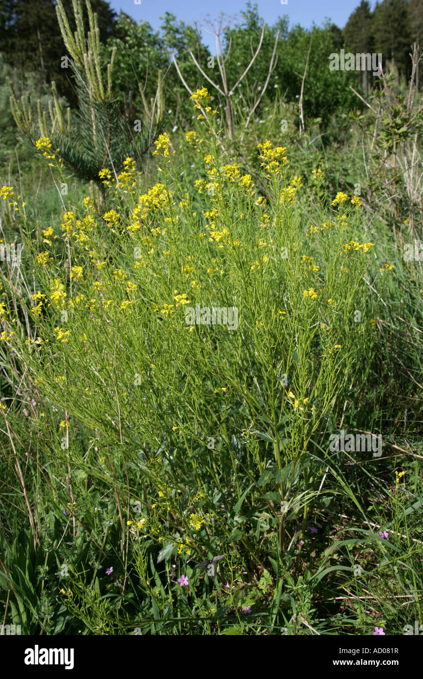 Bird es Vergewaltigung, Bereich Senf, Winter Kresse oder wilde Rübe ...