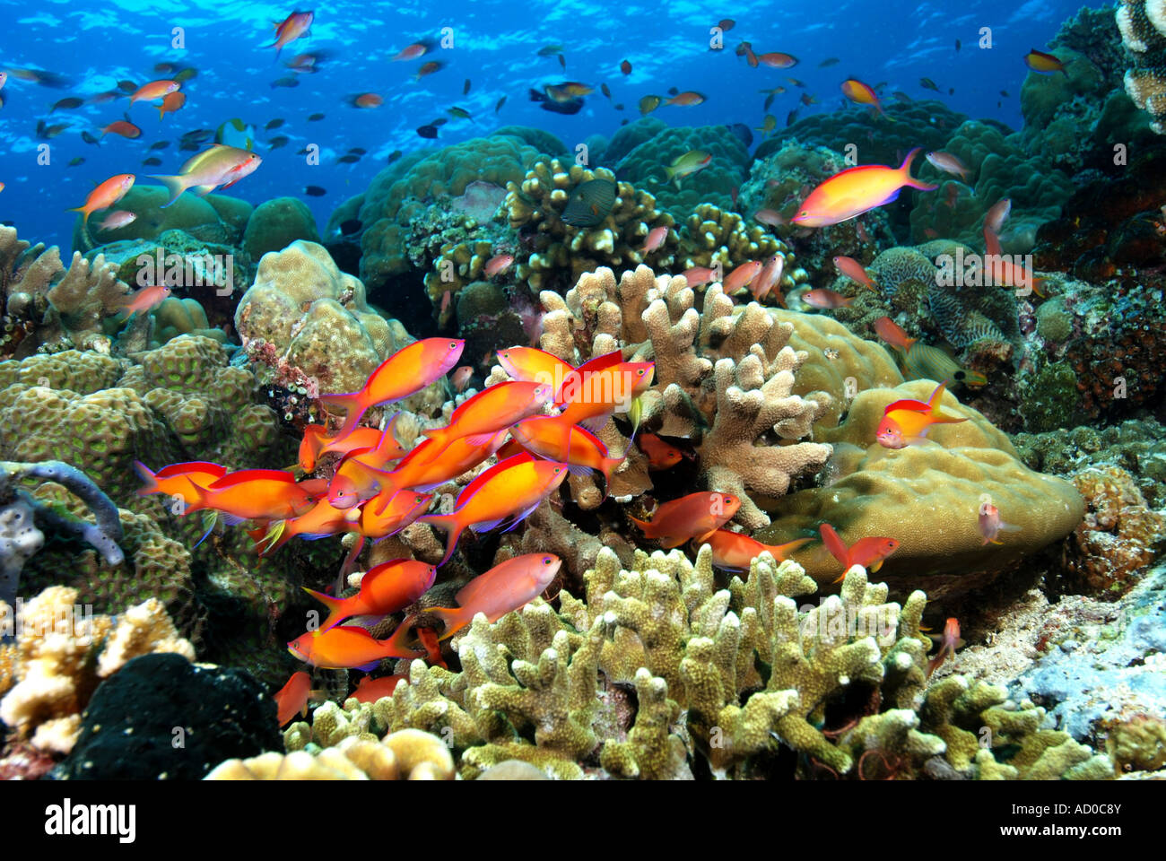 tropischen Riff, Indonesien, Unterwasser, Tauchen, Tauchen, Meer, Meer ...