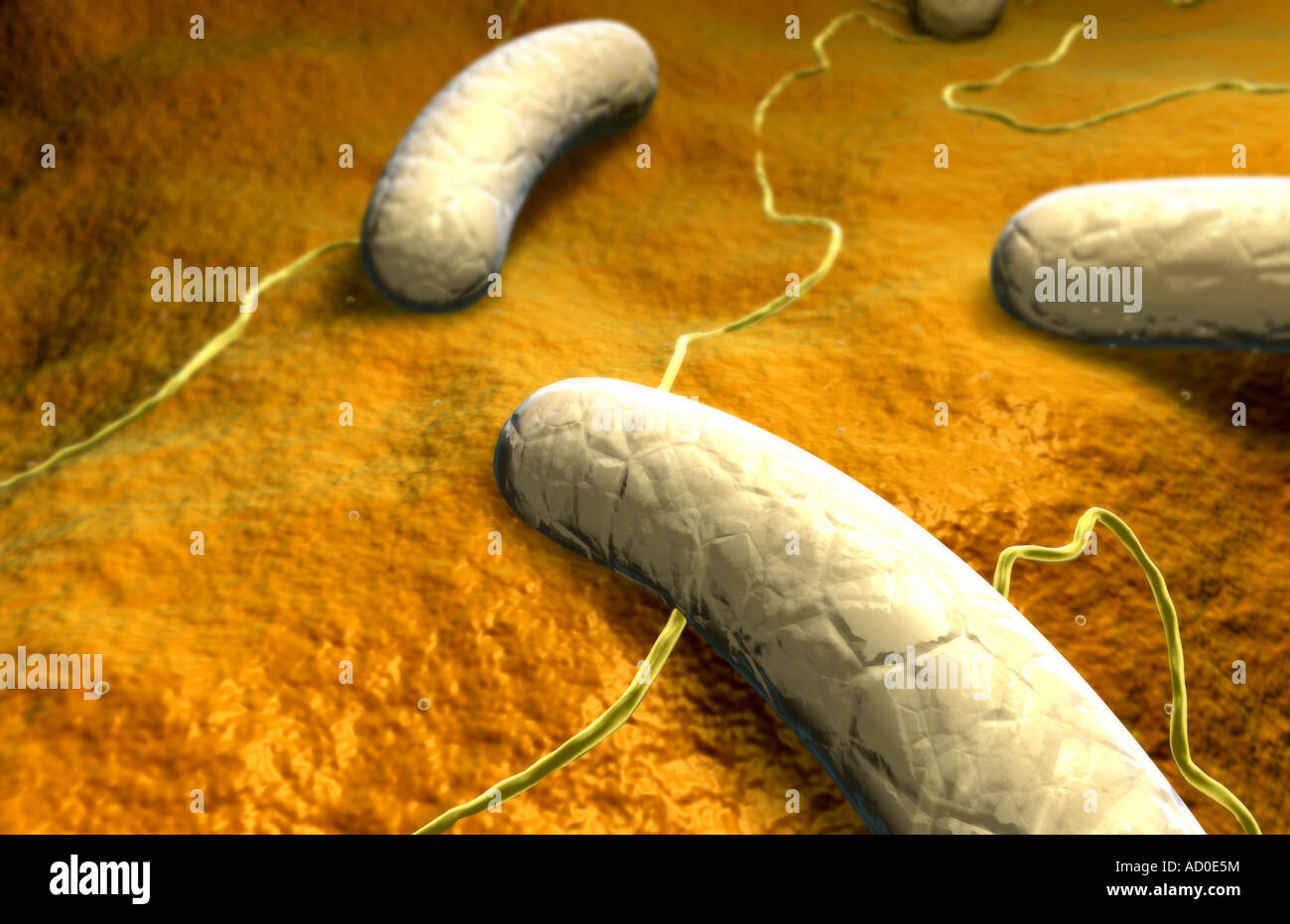 Salmonella bacterium -Fotos und -Bildmaterial in hoher Auflösung – Alamy