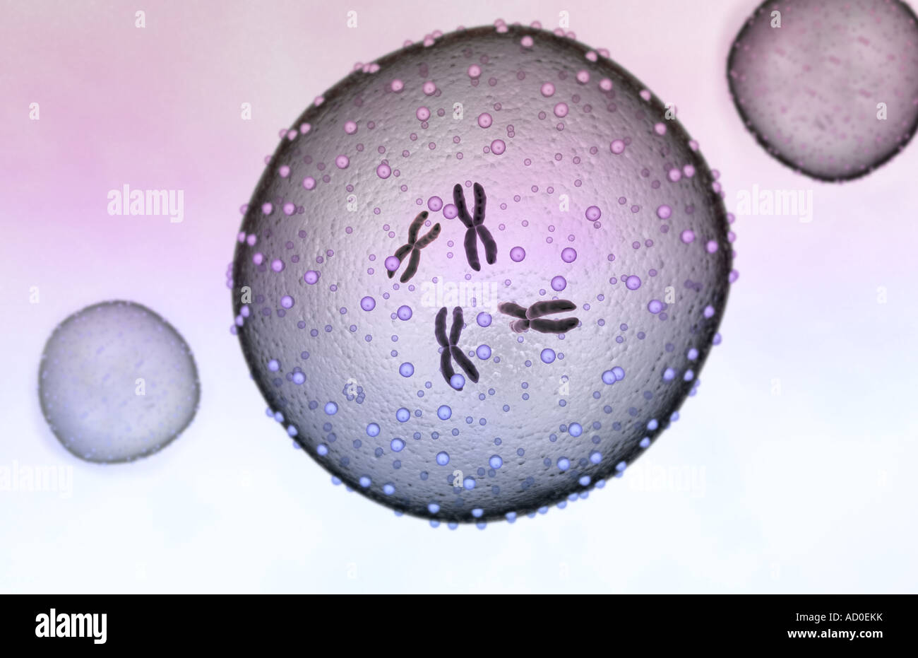 Zellteilung Prophase Stockfotos und -bilder Kaufen - Alamy