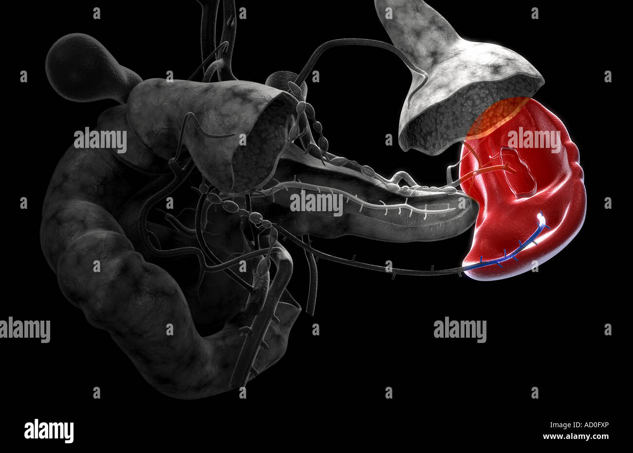 Die milz -Fotos und -Bildmaterial in hoher Auflösung – Alamy