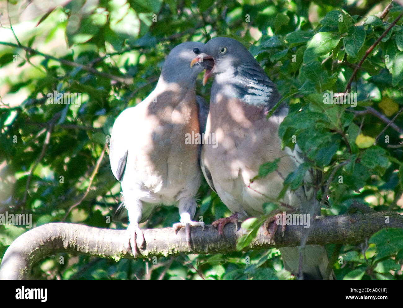 Ringeltaube vogelbaby -Fotos und -Bildmaterial in hoher Auflösung – Alamy