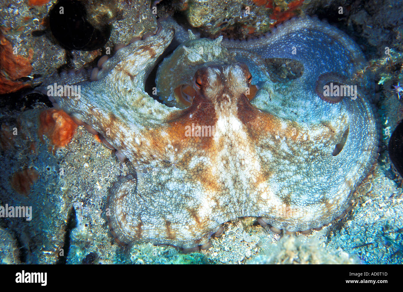Krake tarnung -Fotos und -Bildmaterial in hoher Auflösung – Alamy