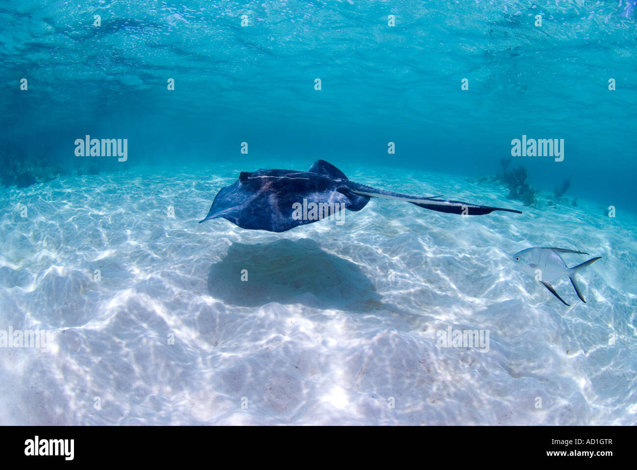 Stingray, Unterwasser, Tauchen, Tauchen, Meer, Meer, blauem Wasser ...