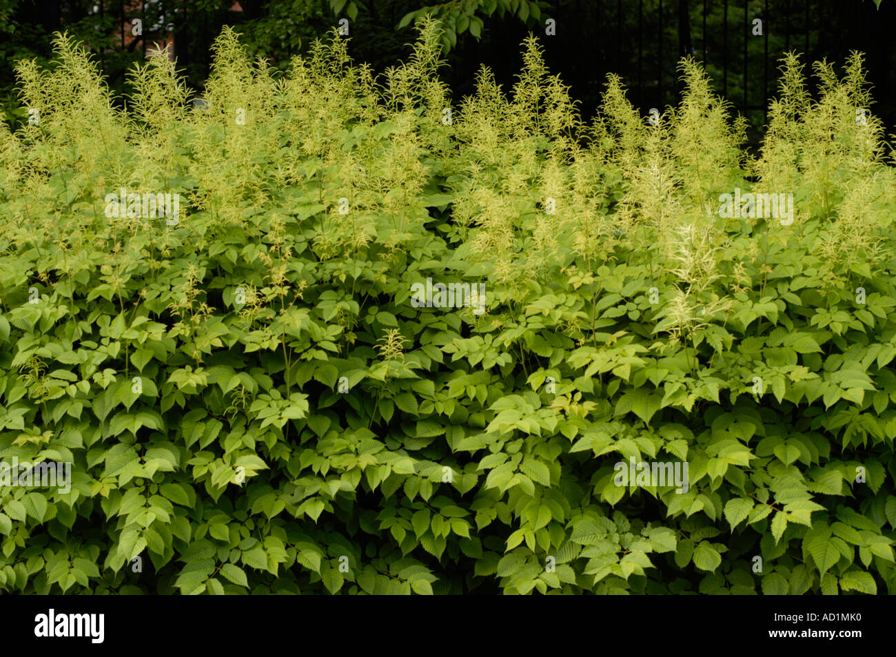 Spiraea aruncus -Fotos und -Bildmaterial in hoher Auflösung – Alamy