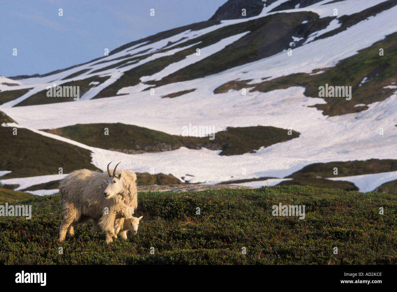 Bergziegen Oreamnos Americanus Mutter und Kind bei Exit Gletscher-Kenai ...