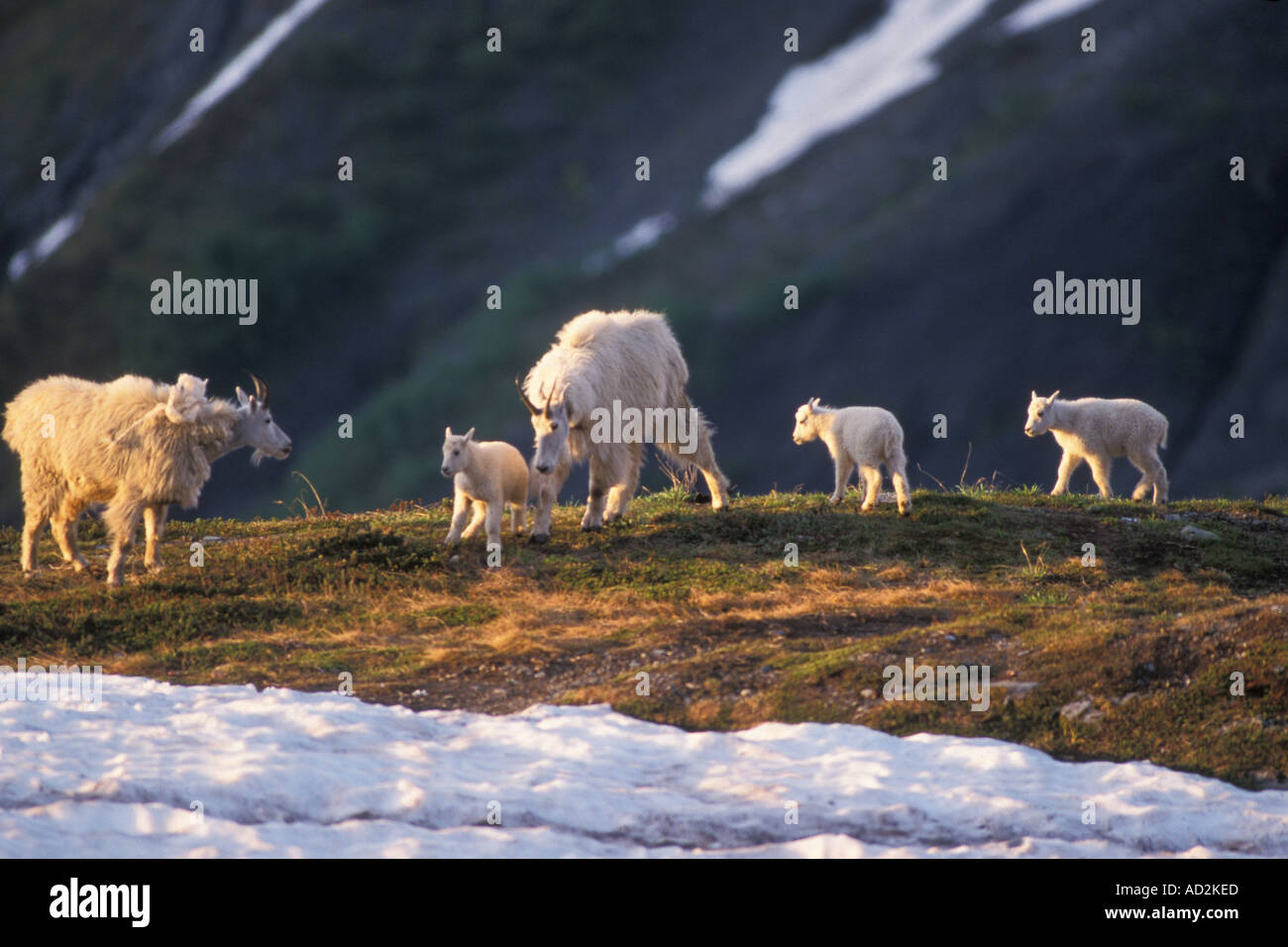 Bergziegen Oreamnos Americanus Mutter und Kinder bei Exit Gletscher ...