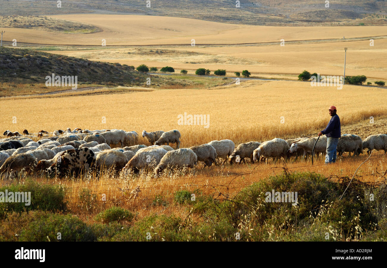 Israels Negev Wüste Beduinen Hirten und seiner Herde Schafe ...