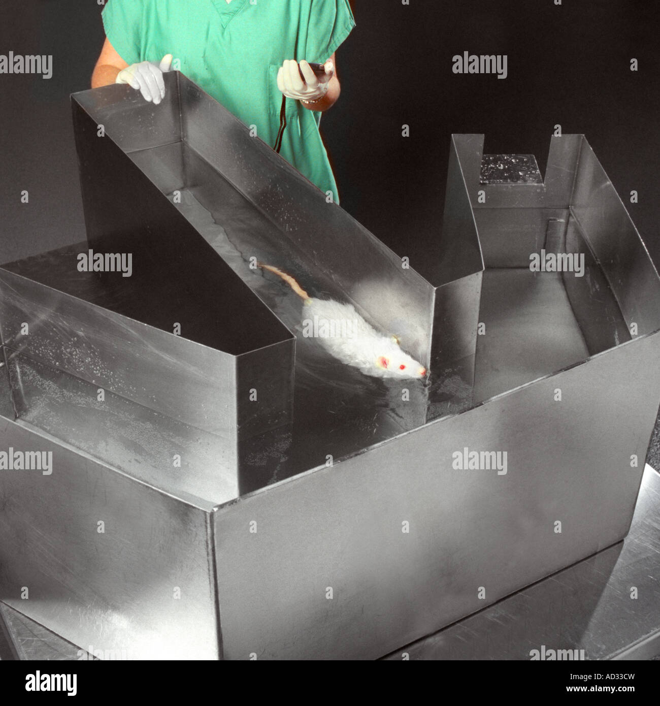 Maus Ratte Stockfotos und -bilder Kaufen - Alamy