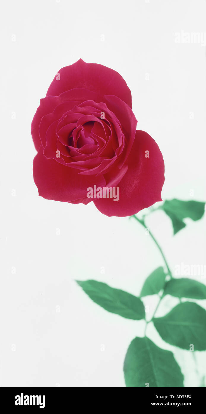 Single rose and vase Stockfotos und -bilder Kaufen - Alamy
