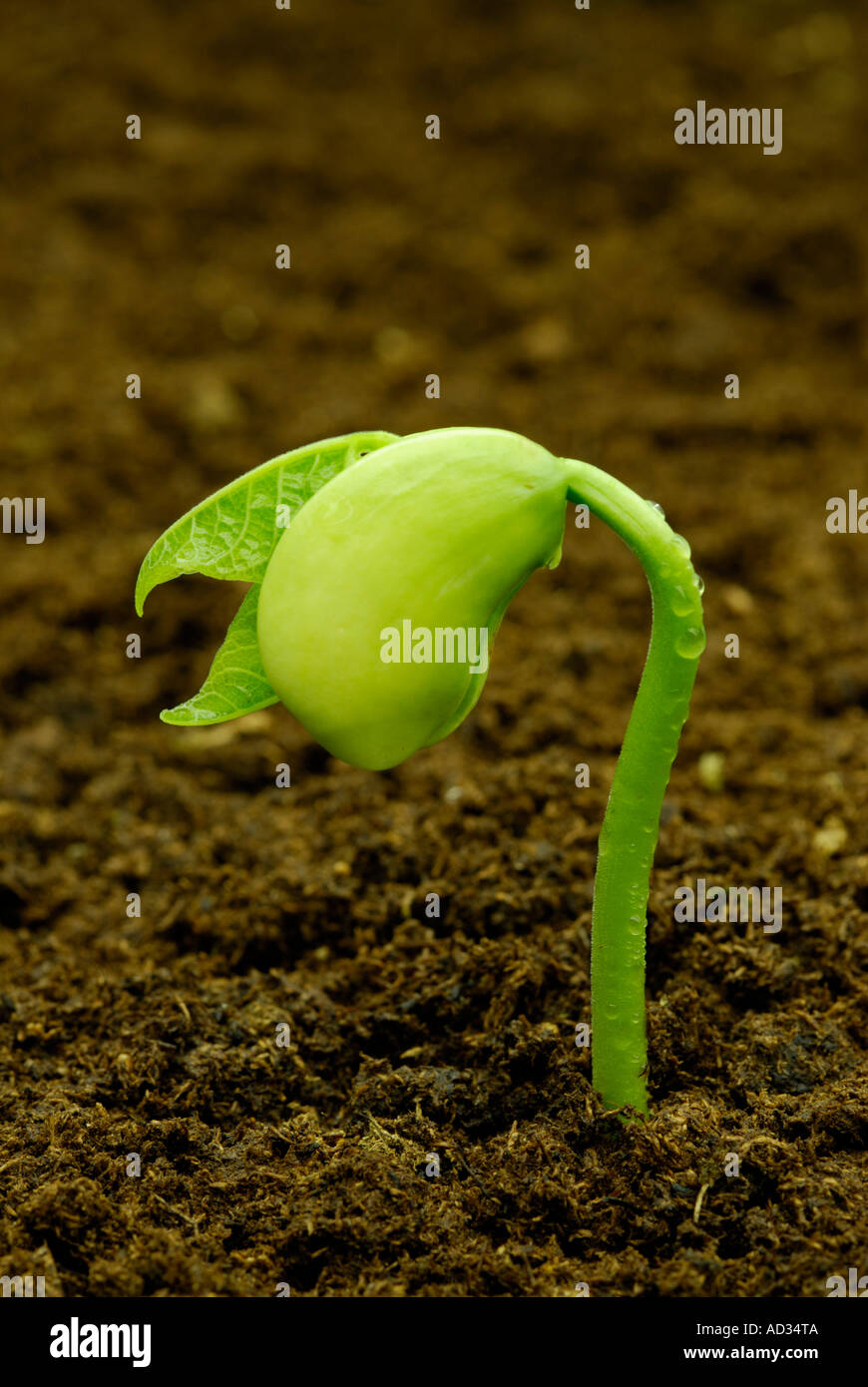 Sojabohnensprosse im boden -Fotos und -Bildmaterial in hoher Auflösung ...