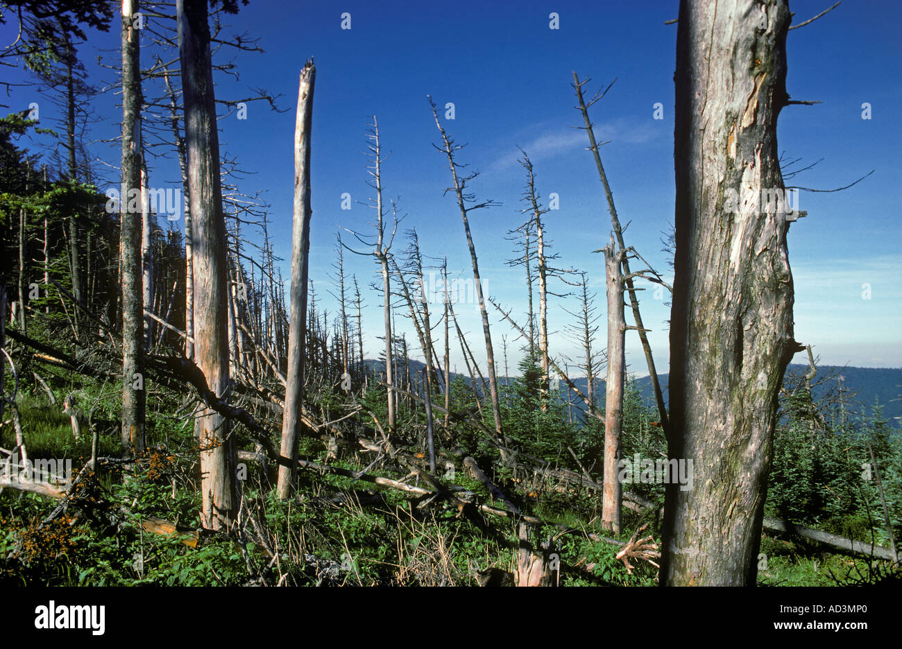 Sauren Regen Schaden Wald Rückgang Mt Mitchell NC Stockfotografie - Alamy