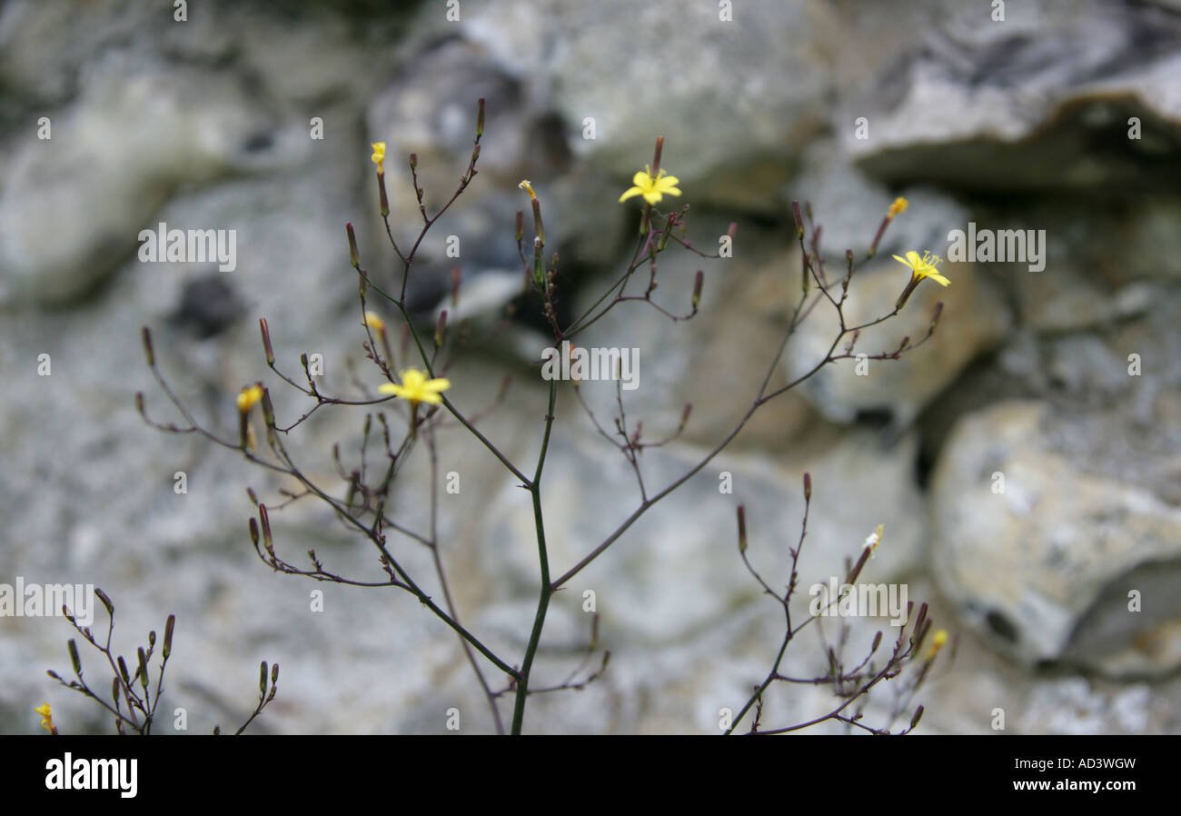 Wand-Salat, Lactuca Muralis (Mycelis Muralis), Asteraceae (Compositae ...