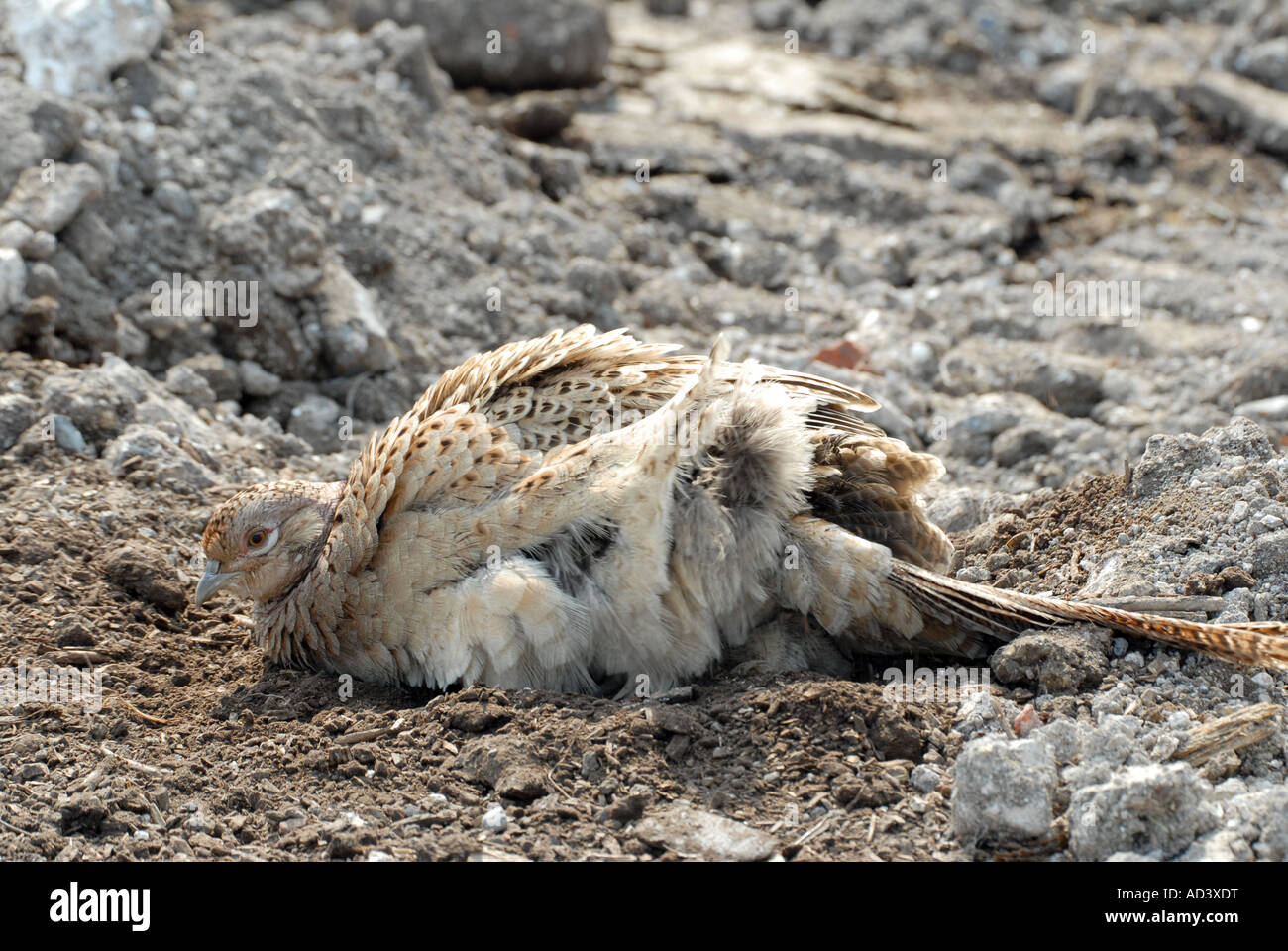 Fasan weibchen oder henne -Fotos und -Bildmaterial in hoher Auflösung ...