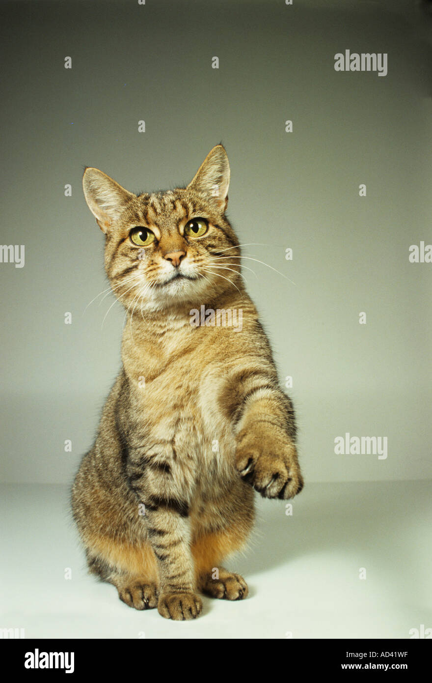 Sitzende katze -Fotos und -Bildmaterial in hoher Auflösung – Alamy
