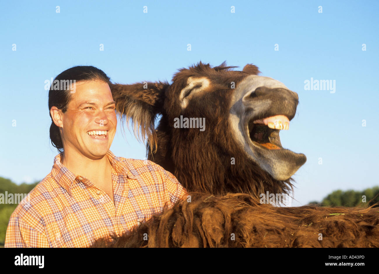 Poitou-Esel mit Mann lachen Stockfotografie - Alamy