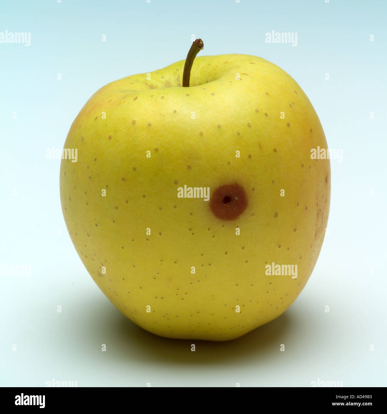 Apfel Golden Delicious mit kleinen faulen Teil und Grub es Loch ...