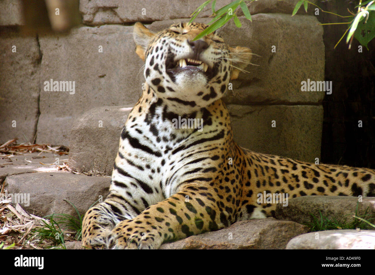 Tier witze -Fotos und -Bildmaterial in hoher Auflösung – Alamy