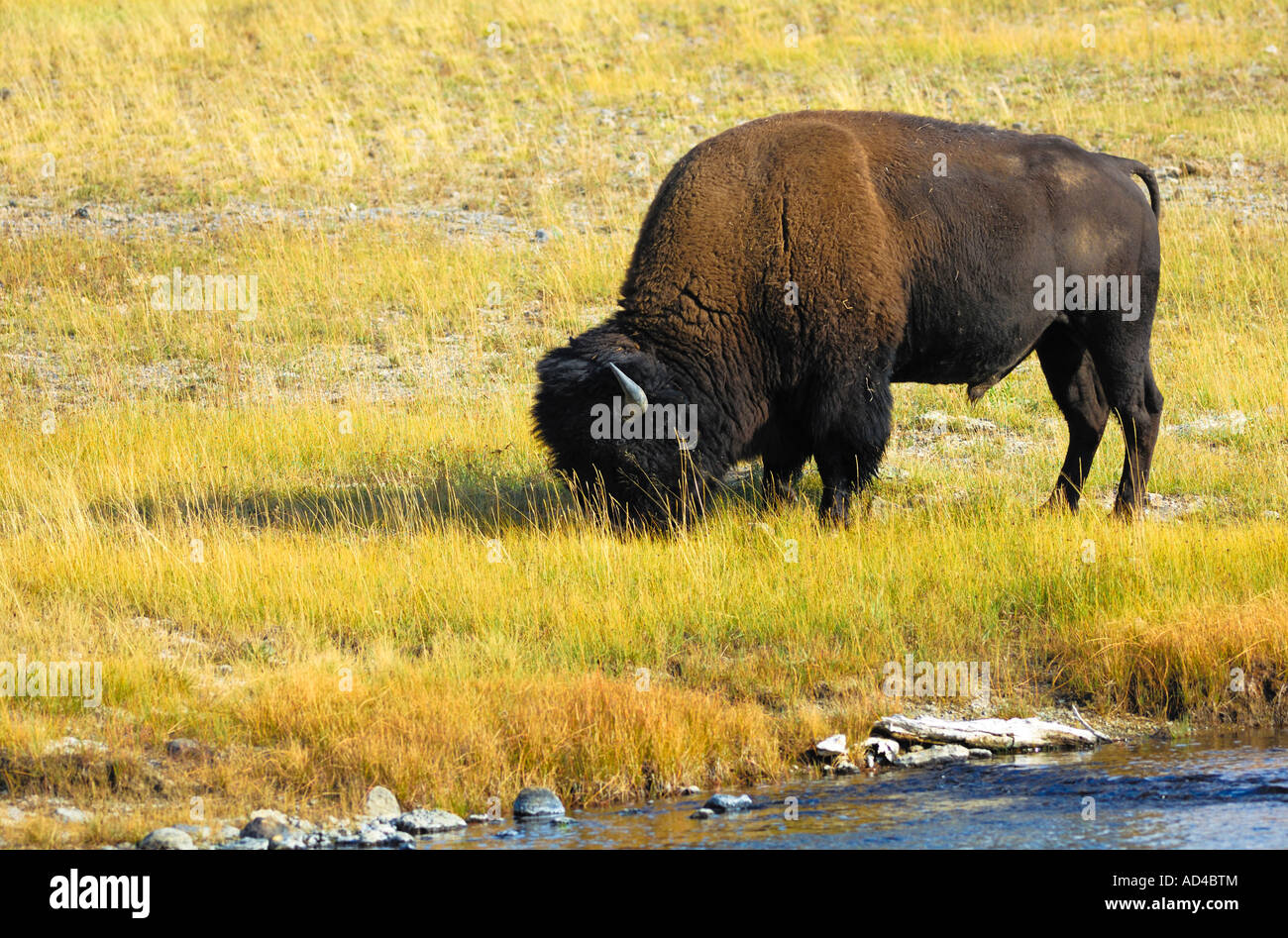 Der Bison Stockfotos und -bilder Kaufen - Alamy