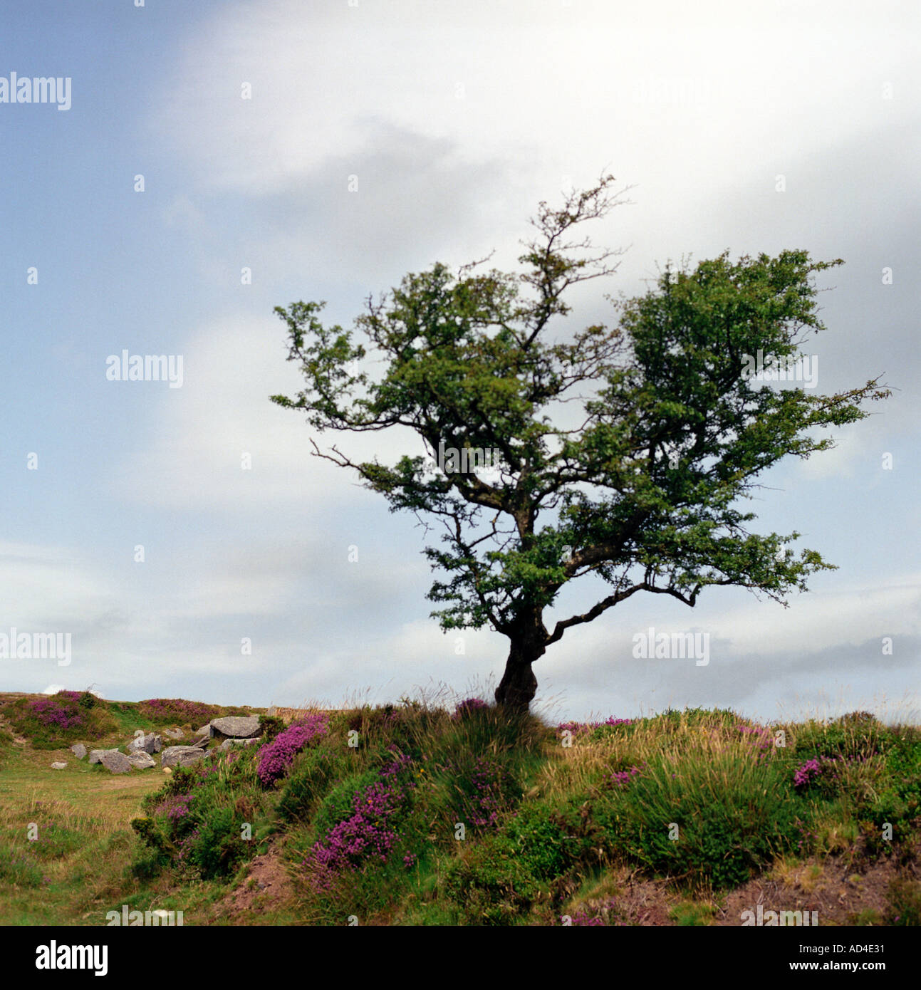 Baum umgebogen -Fotos und -Bildmaterial in hoher Auflösung – Alamy