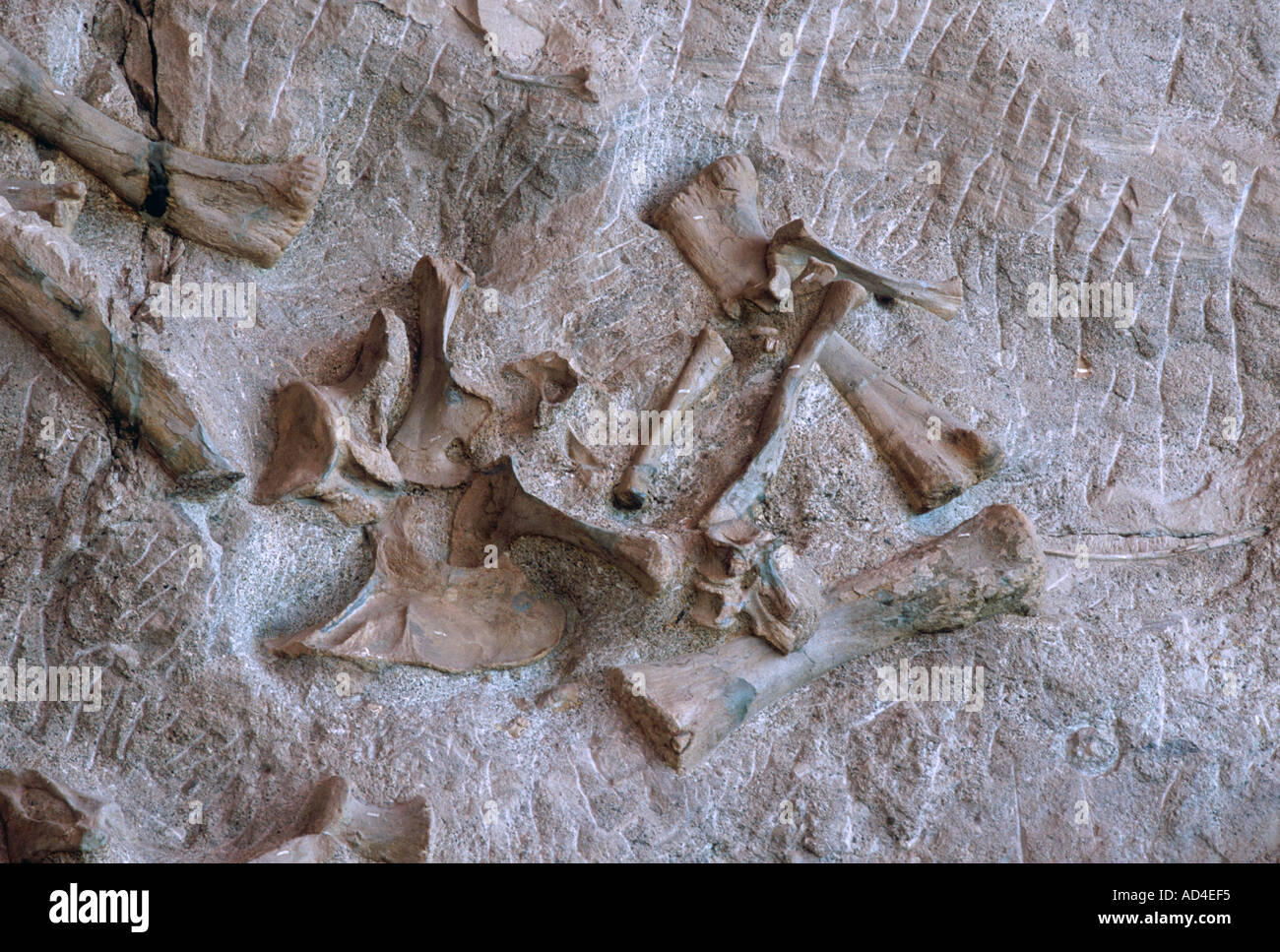 Dinosaur bones -Fotos und -Bildmaterial in hoher Auflösung – Alamy