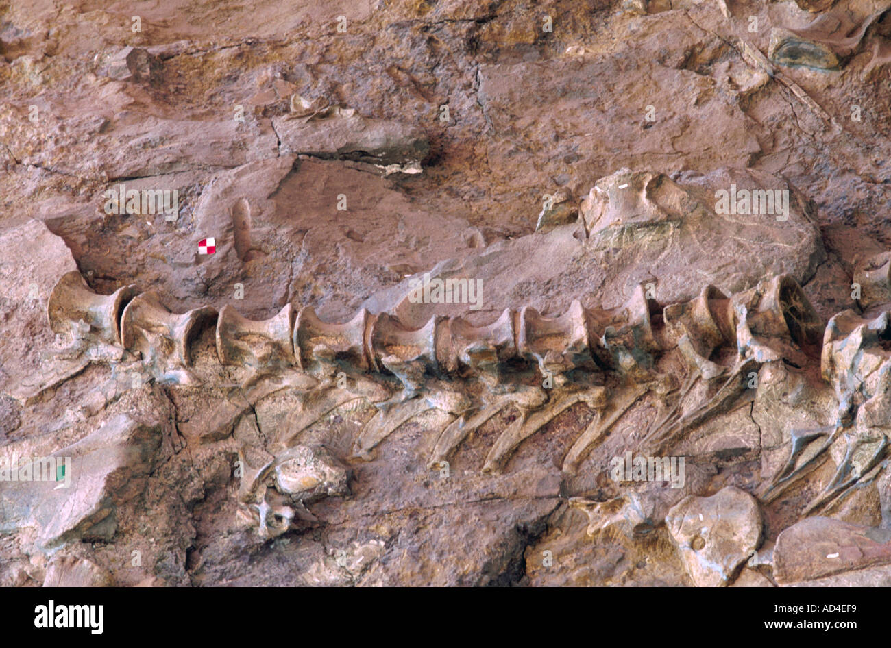 Dinosaur bones -Fotos und -Bildmaterial in hoher Auflösung – Alamy