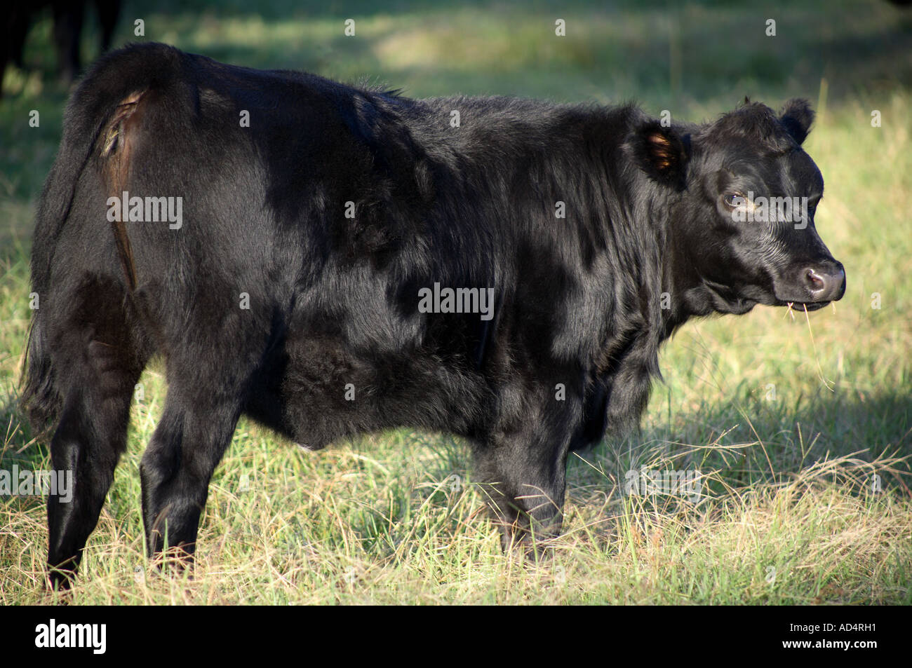 Angus buchanan -Fotos und -Bildmaterial in hoher Auflösung – Alamy