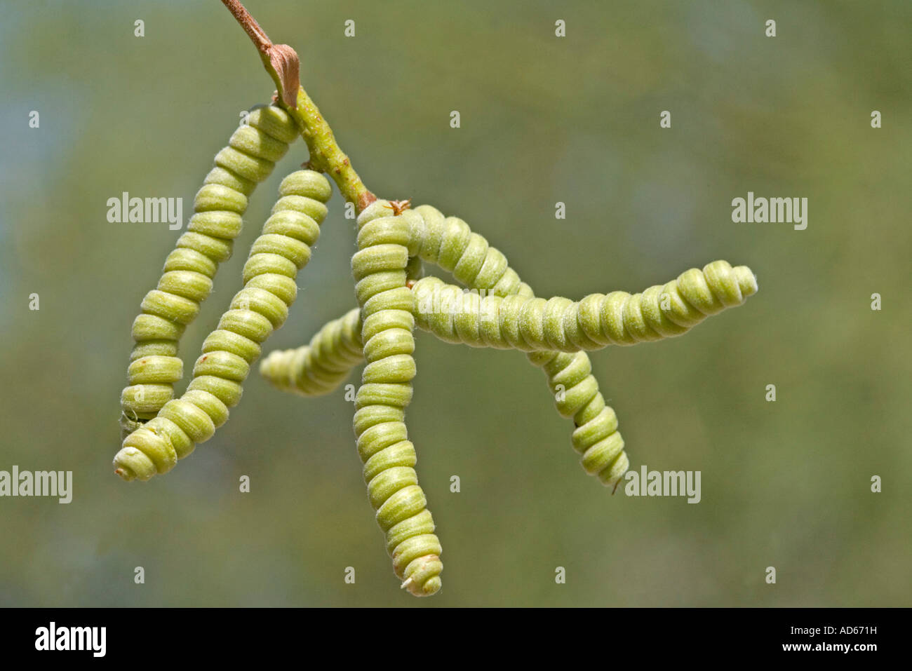 Prosopis pubescens -Fotos und -Bildmaterial in hoher Auflösung – Alamy