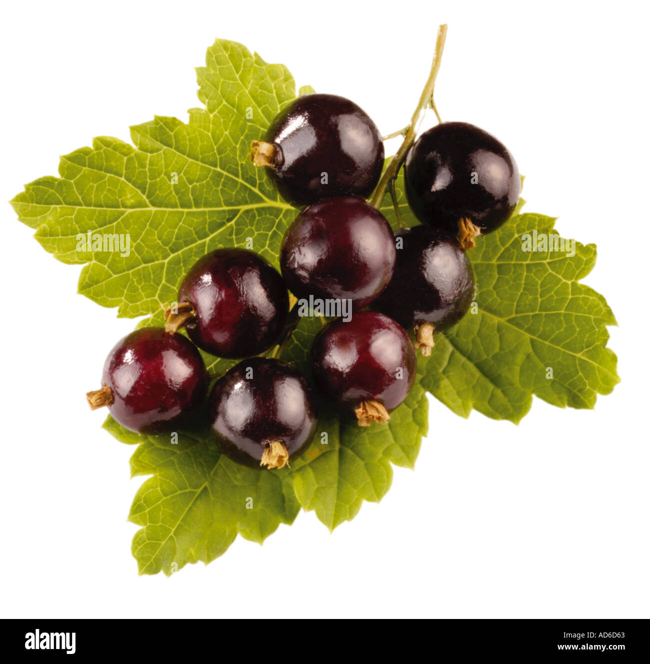 Schwarze johannisbeeren ernten -Fotos und -Bildmaterial in hoher ...