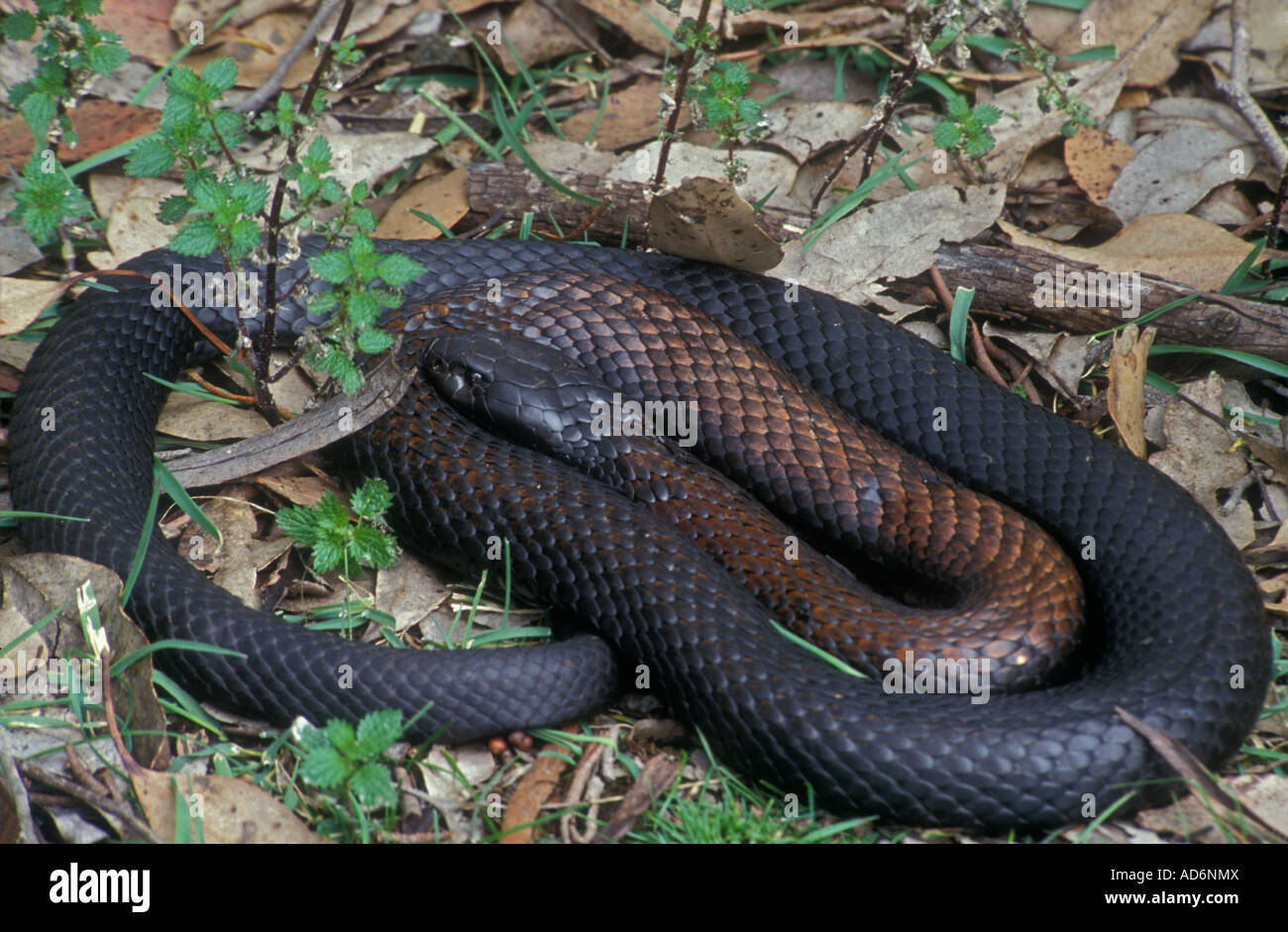Black Tiger Snake Stockfotos und -bilder Kaufen - Alamy