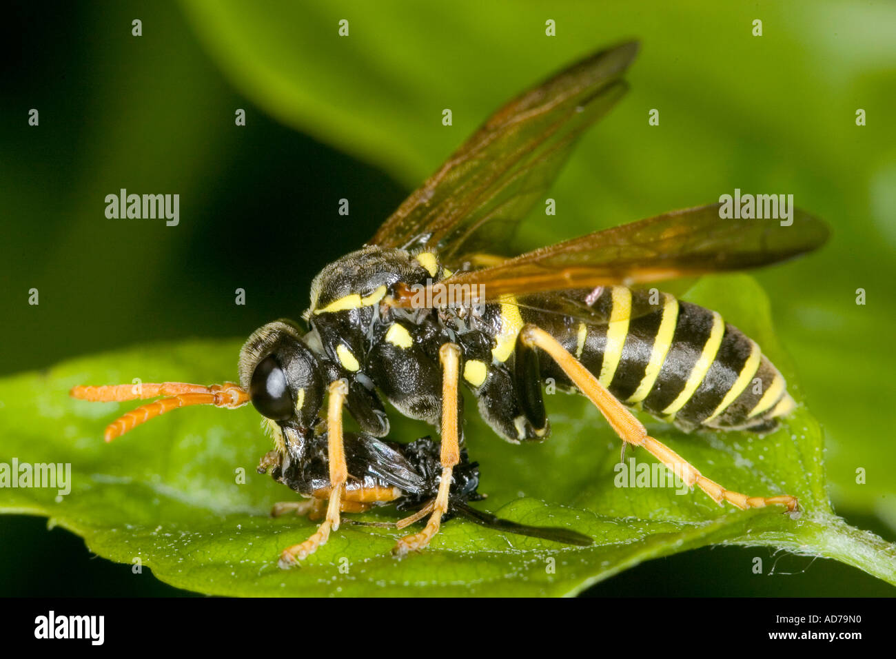 Will insekt -Fotos und -Bildmaterial in hoher Auflösung – Alamy