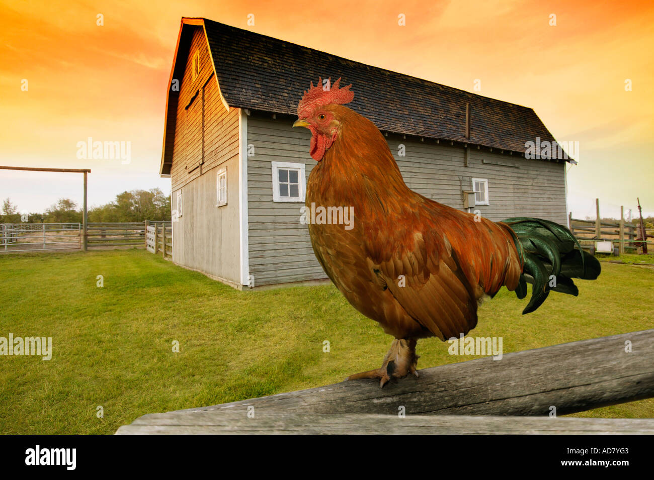 Hahn bei sonnenaufgang -Fotos und -Bildmaterial in hoher Auflösung – Alamy
