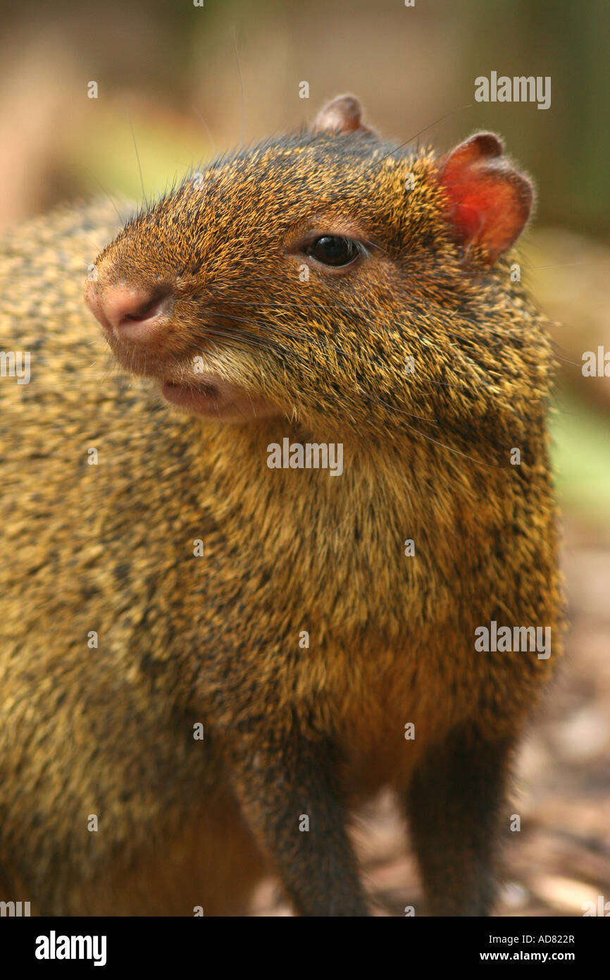 Azaras agouti tier -Fotos und -Bildmaterial in hoher Auflösung – Alamy