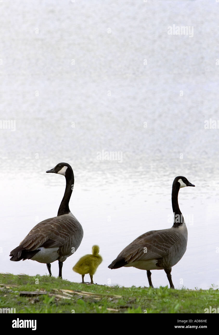 Animals beast creature -Fotos und -Bildmaterial in hoher Auflösung – Alamy