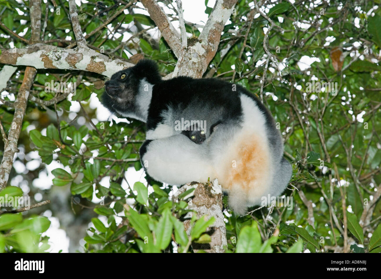 Indri Lemuren (Indri Indri) WILD Andasibe-Mantadia Nationalpark Perinet ...