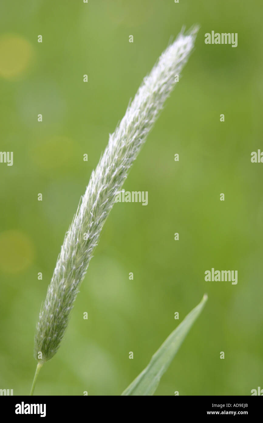 Wiesen Lieschgras Wiesenlieschgras Phleum Stockfotos und -bilder Kaufen ...