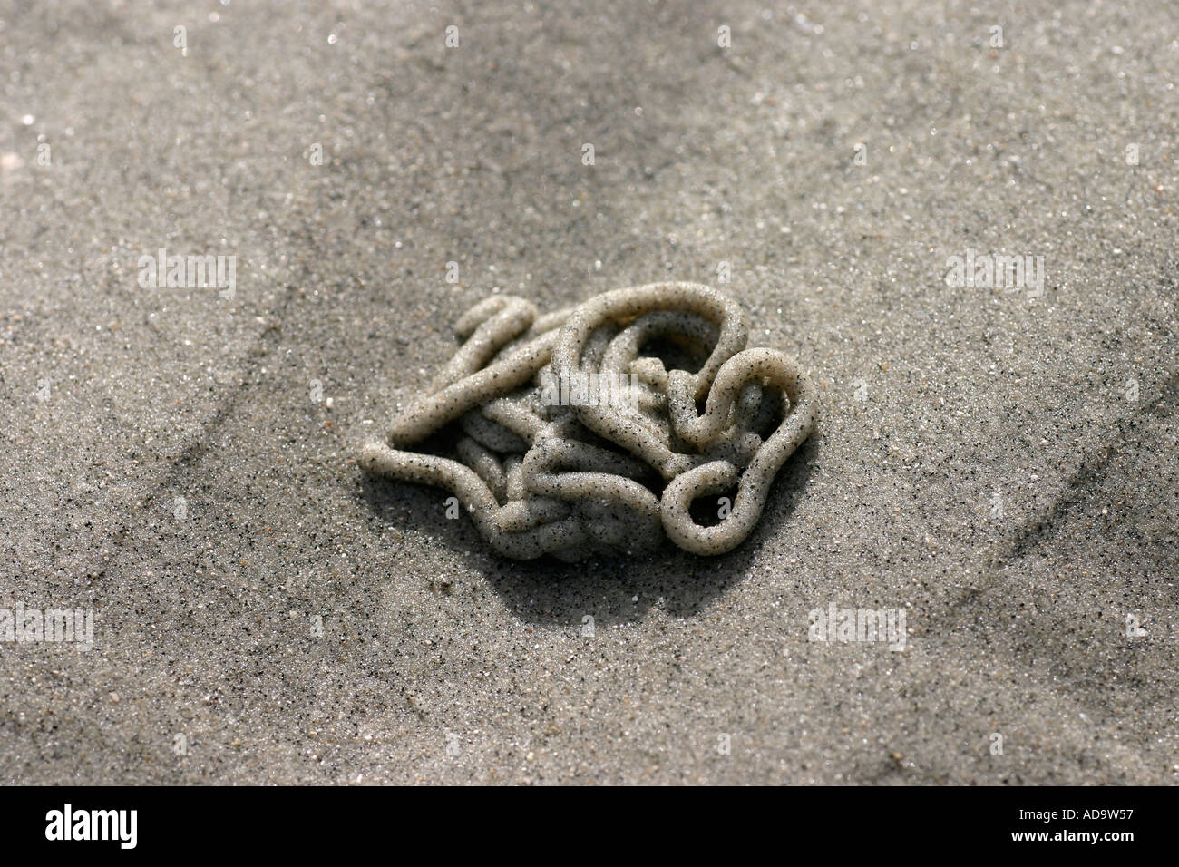 Sand worm -Fotos und -Bildmaterial in hoher Auflösung – Alamy