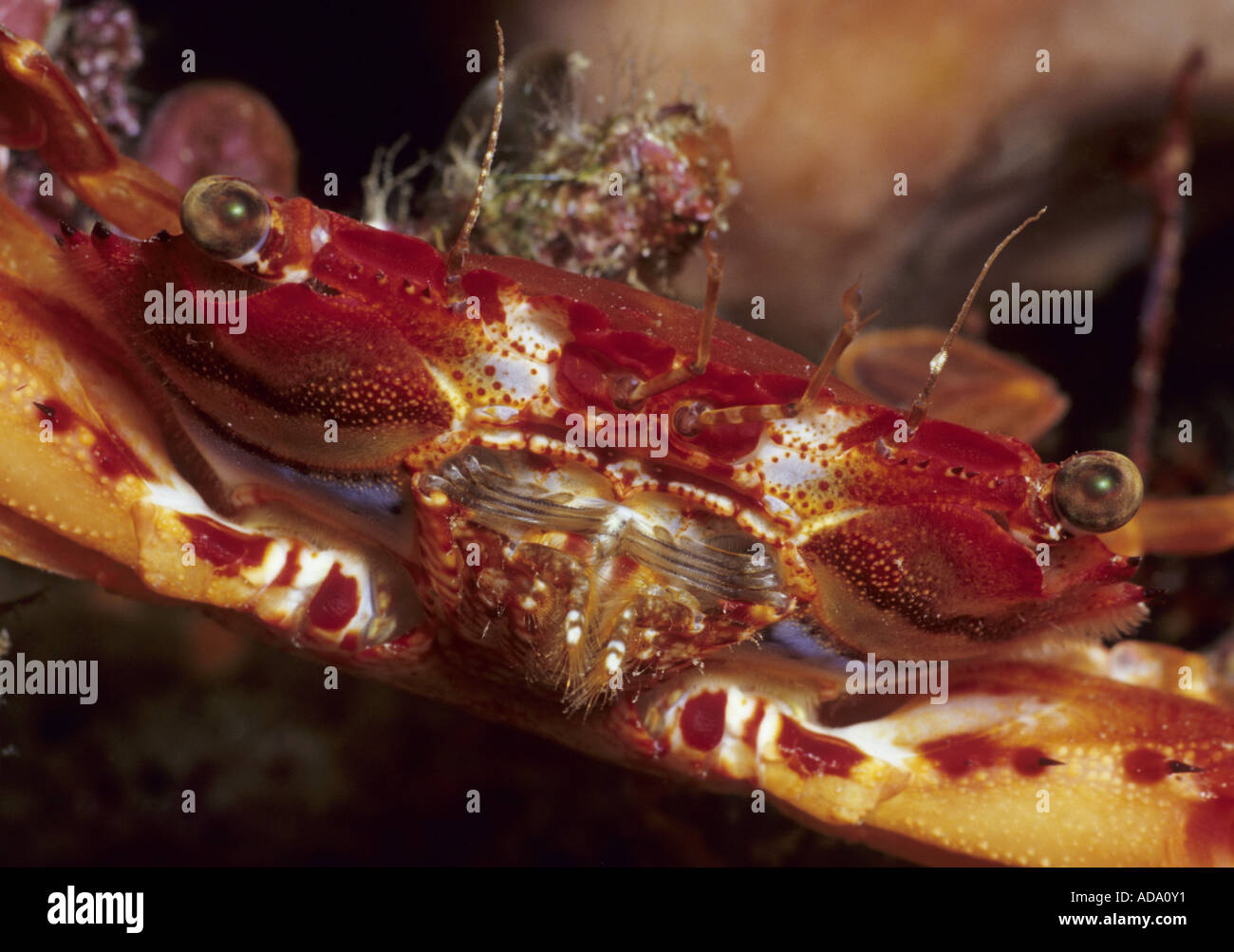 Crab swimming crab portunidae water -Fotos und -Bildmaterial in hoher ...