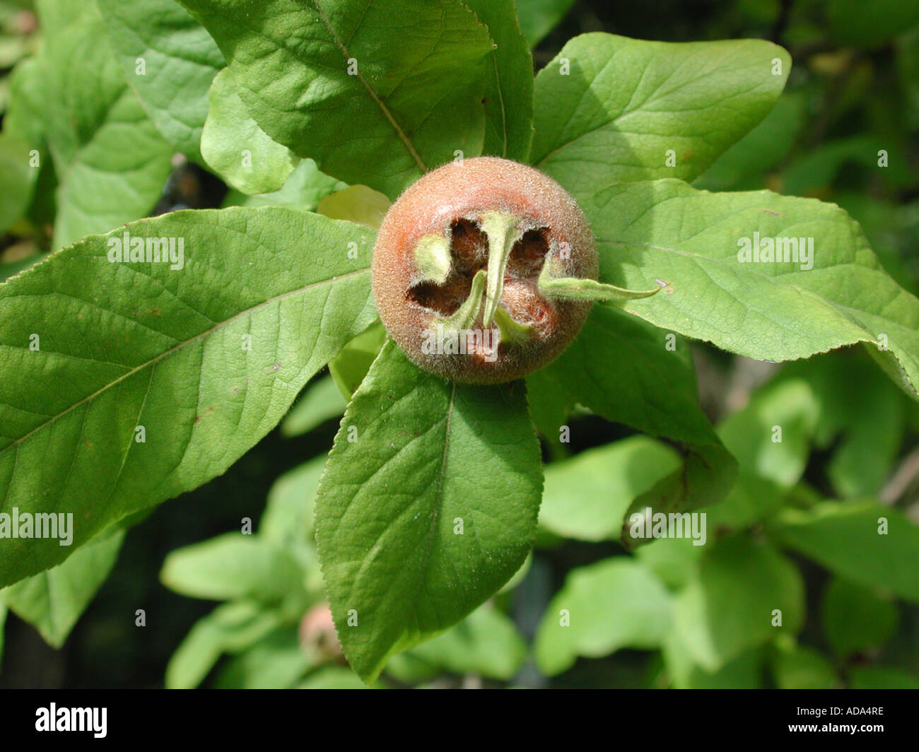 Mispeln angiospermen angiospermen -Fotos und -Bildmaterial in hoher ...