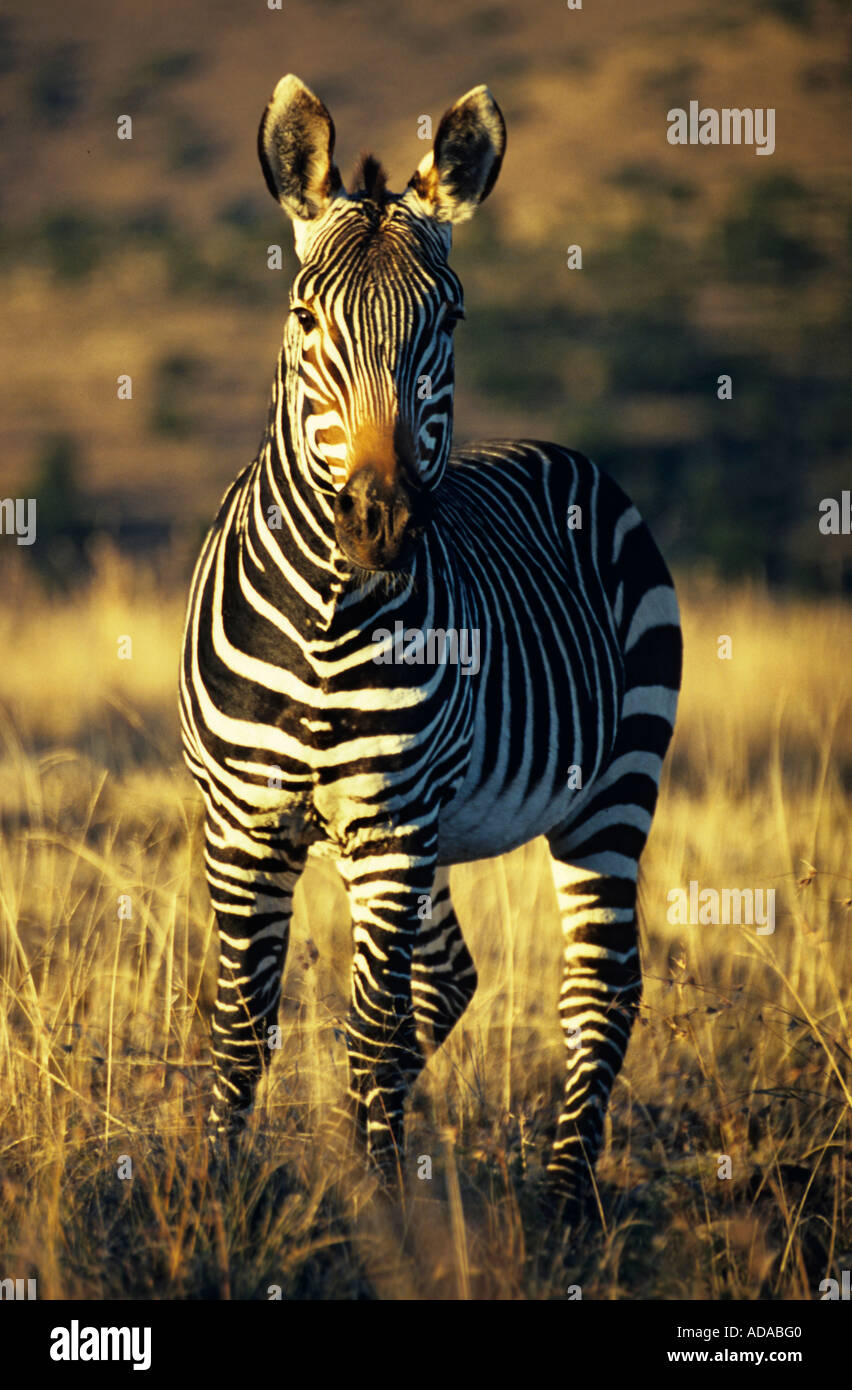 Berg zebra national park -Fotos und -Bildmaterial in hoher Auflösung ...
