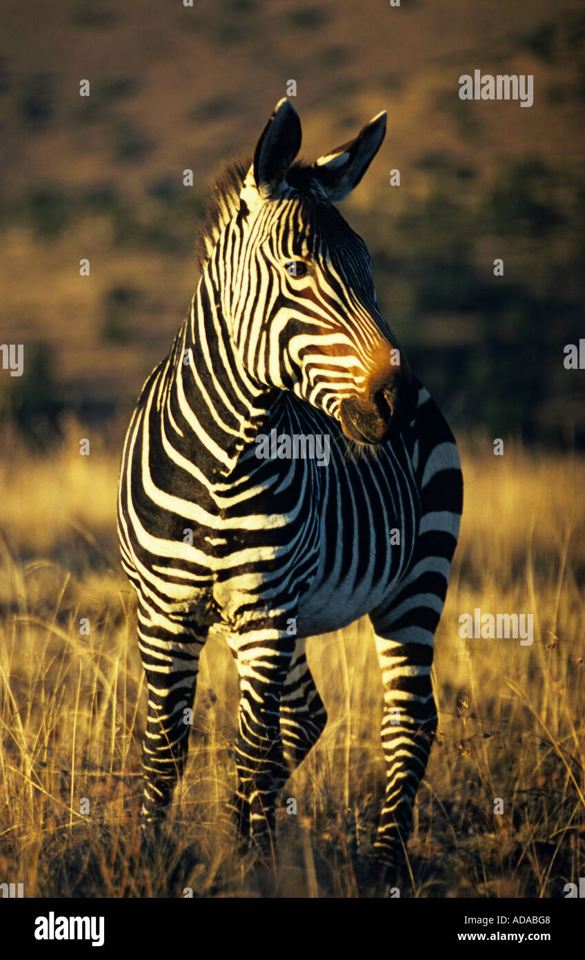 Berg zebra national park -Fotos und -Bildmaterial in hoher Auflösung ...