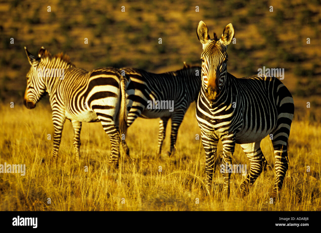 Berg zebra national park -Fotos und -Bildmaterial in hoher Auflösung ...