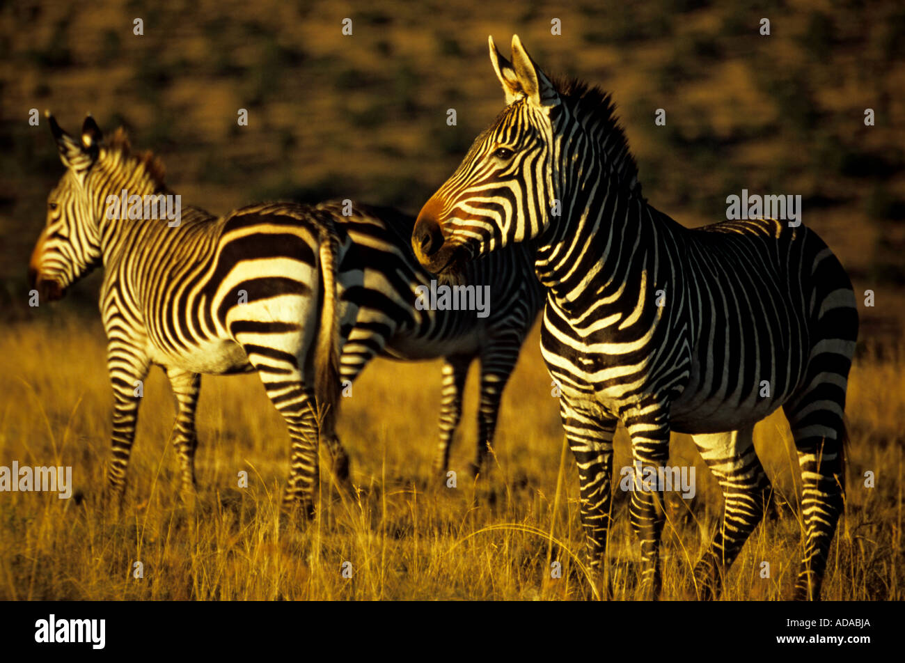 Berg zebra national park -Fotos und -Bildmaterial in hoher Auflösung ...