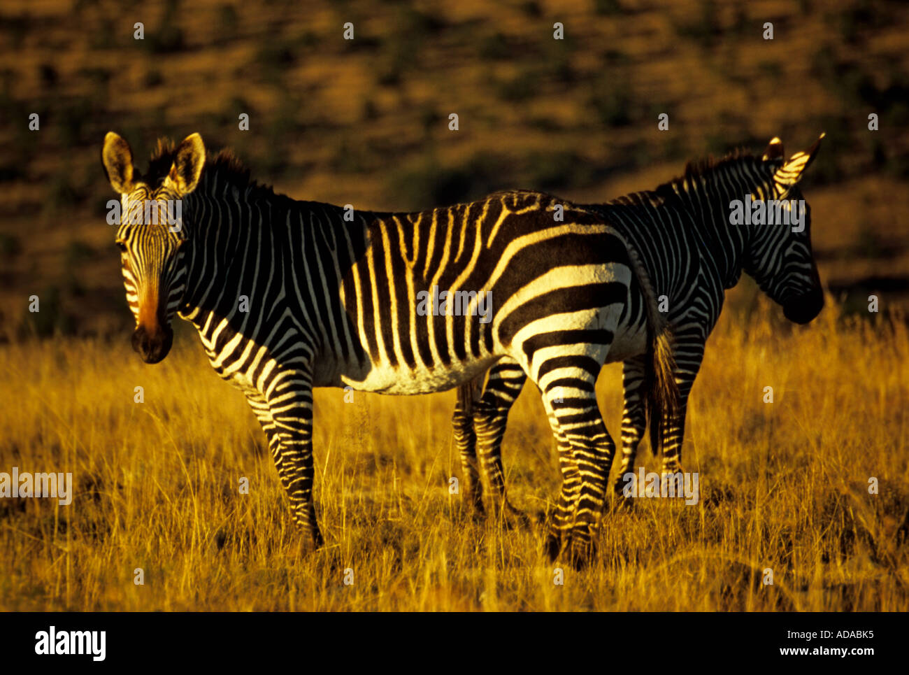 Berg zebra national park -Fotos und -Bildmaterial in hoher Auflösung ...
