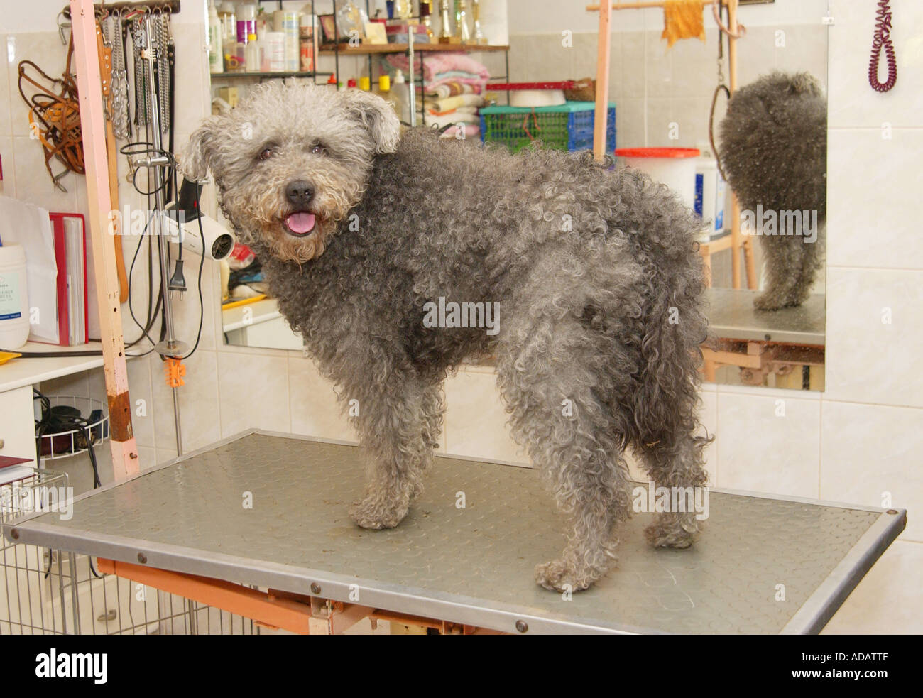 Ungarischer Pumi Hund Stockfotos & Ungarischer Pumi Hund Bilder - Alamy