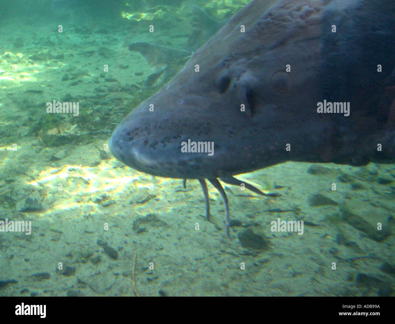 Columbia river sturgeon acipenser transmontanus Stockfotos und -bilder ...