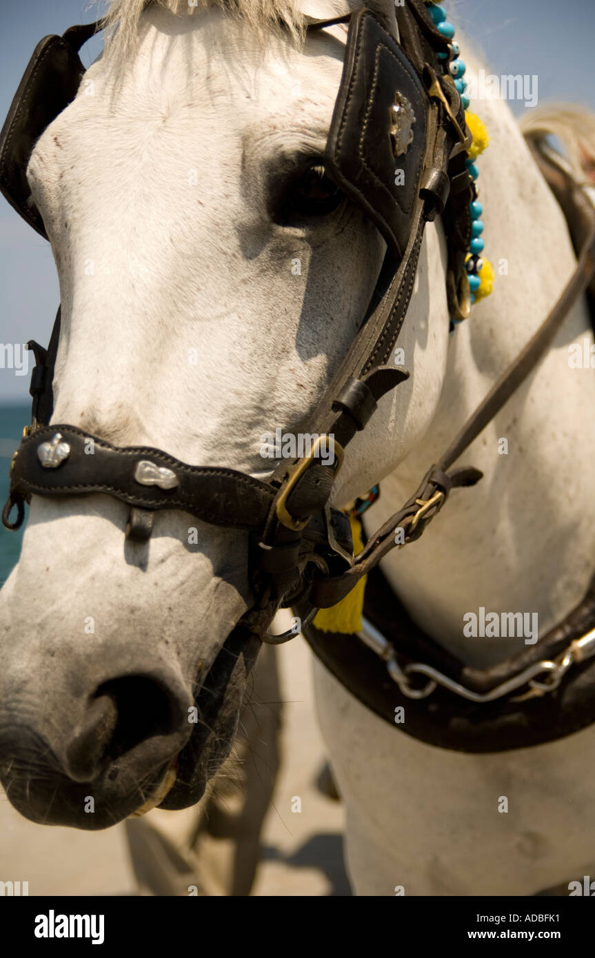 Horse blinkers -Fotos und -Bildmaterial in hoher Auflösung – Alamy