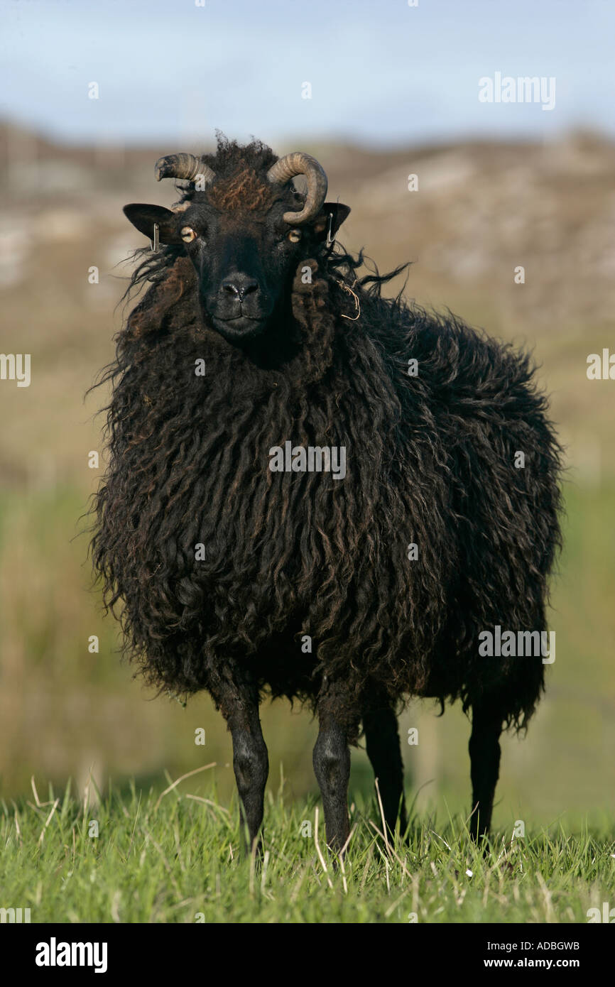 Hebridean sheep -Fotos und -Bildmaterial in hoher Auflösung – Alamy